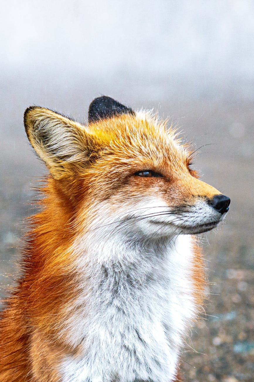 The Magical, Mythical Fox | Ficsation - Official Site of Cherry Pickett
